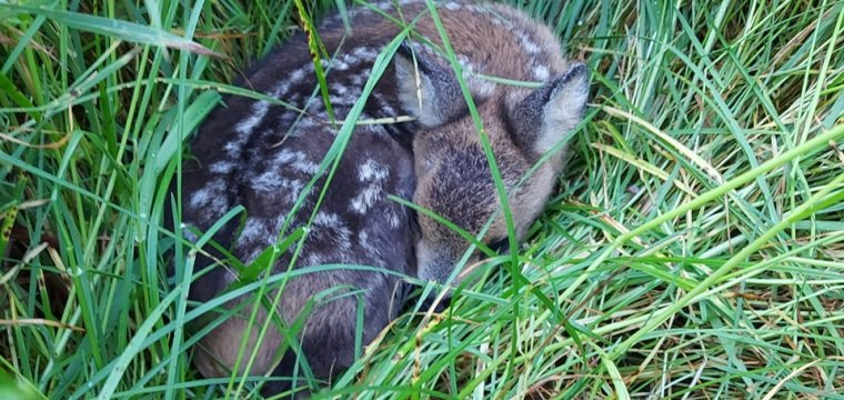 Kitzrettung mit Wärmebilddrohnen | Kreis Germersheim